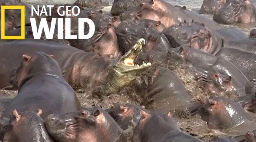 Hippos Attack Crocodile - Watch What Happens When a Crocodile Walks ...