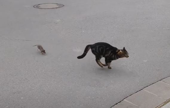 Funny Mouse chasing Cat - Tom and Jerry in Real Life video ...