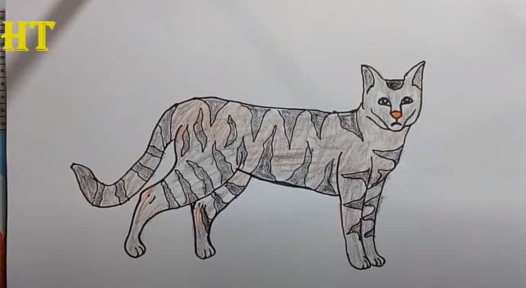 How To Draw A Wildcat Easy Step By Step - HTFunny.com