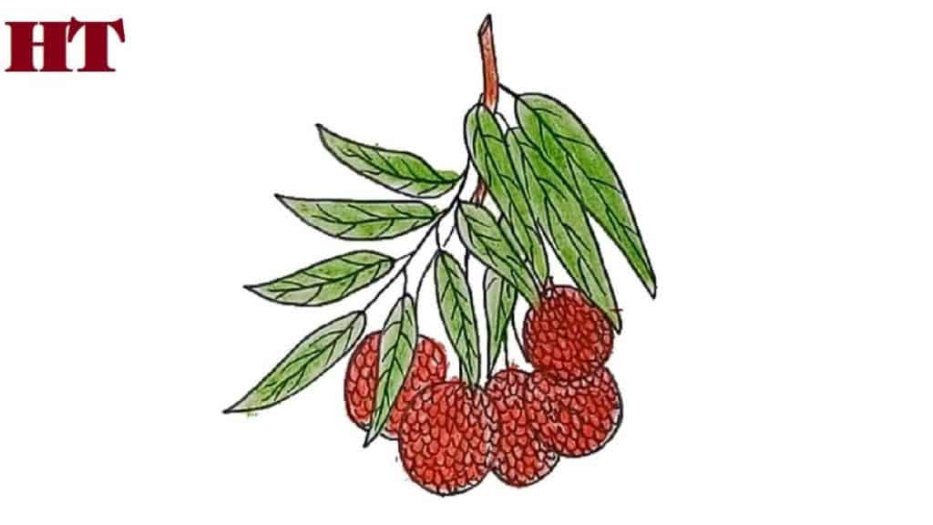 How To Draw Litchi Easy Step By Step - Entertainment for All
