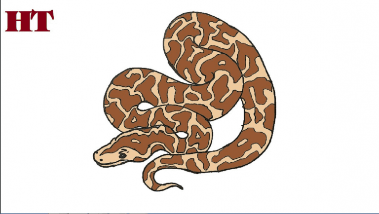 How to Draw a Python step by step | Draw animals easy - Entertainment ...