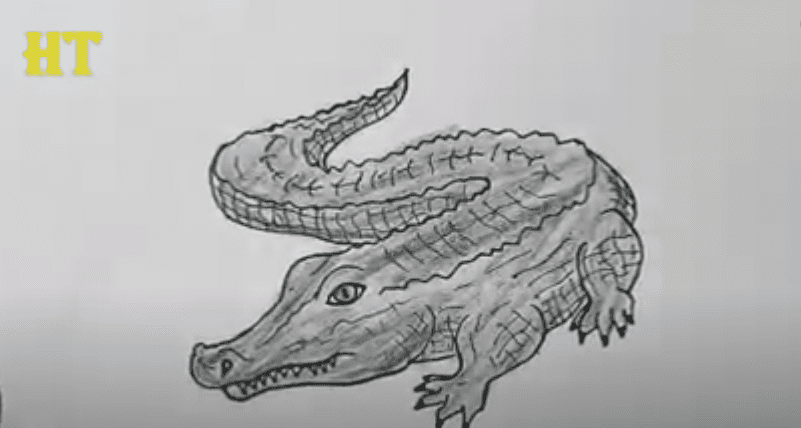 How to draw a alligator Easy | simple drawing step by step - HTFunny.com