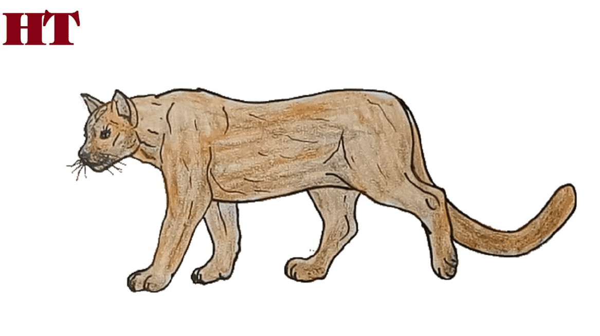 How to draw a cougar Easy | Drawing Cougar step by step - HTFunny.com