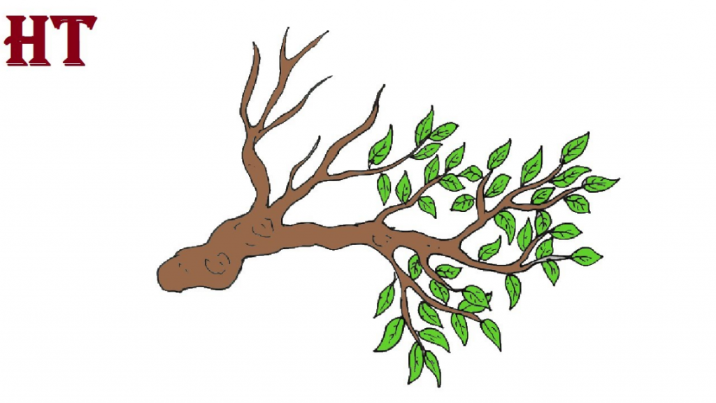 How to Draw a Tree Branch Step By Step | Easy tree branch drawing ...