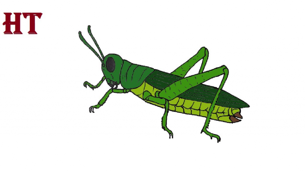 How to draw a grasshopper step by step | Insects are easy to draw ...
