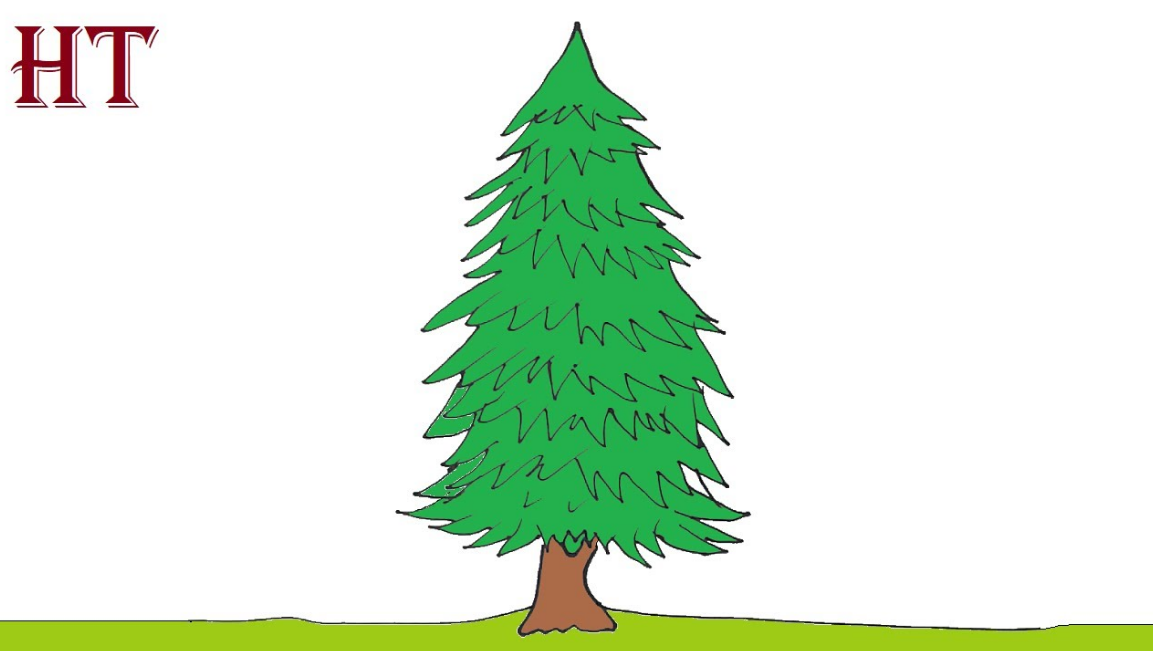 How to draw a spruce tree Step by Step || Easy to draw trees - HTFunny.com