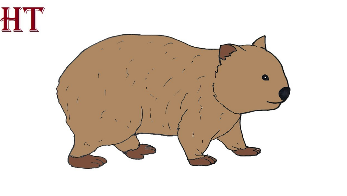 How to Draw a Wombat Step by Step || Easy drawing a Wombat - HTFunny.com