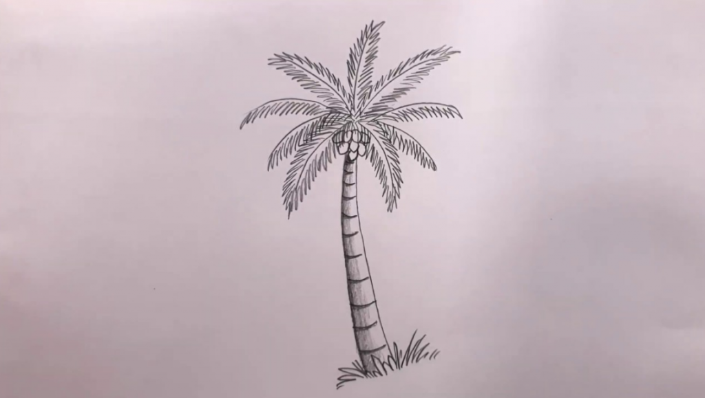 How to draw coconut tree step by step | Easy drawing coconut tree ...