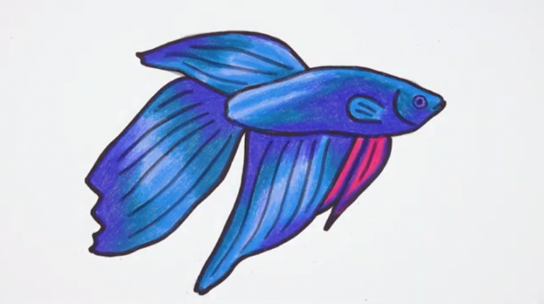 How to draw Betta fish step by step || Easy drawing betta fish ...