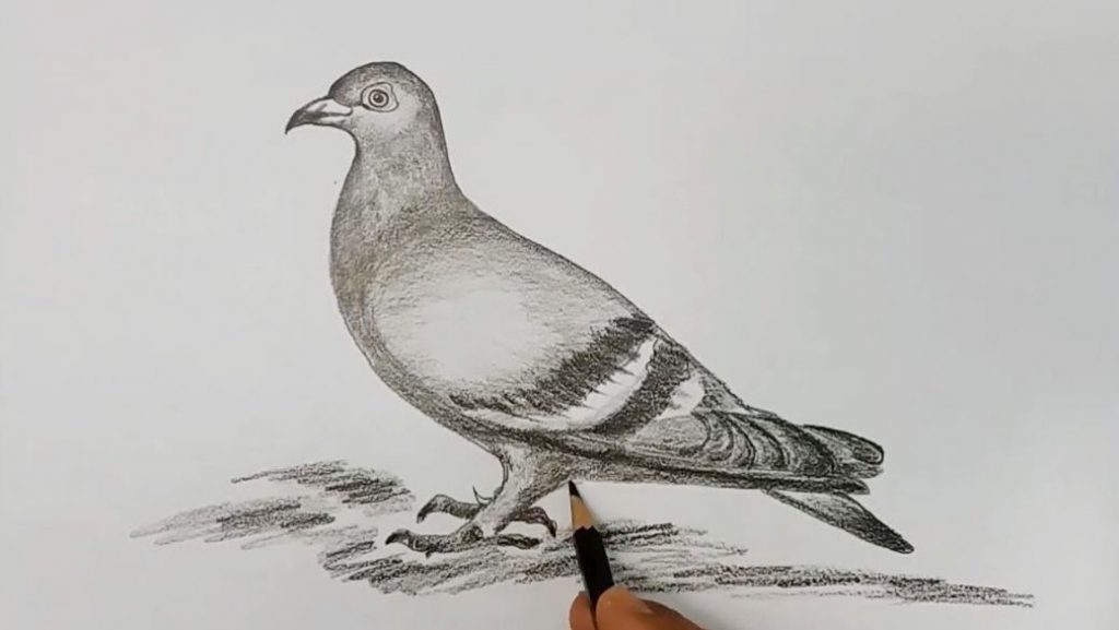 How to draw pigeon step by step | Easy drawing birds - Entertainment ...