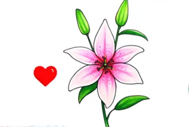 How to Draw a Lily Flower step by step | Easy drawing lily - HTFunny.com