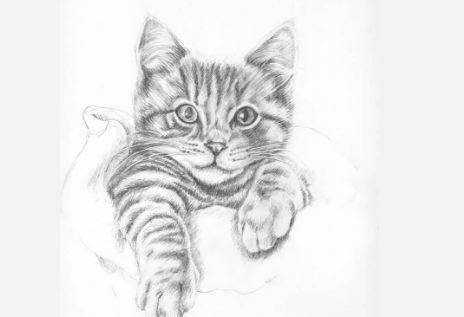 Draw the cutest cat | How to draw cute cat step by step - Entertainment ...