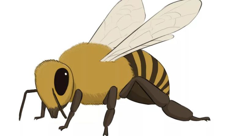 How to draw a realistic bee step by step - Easy drawing a realistic bee ...