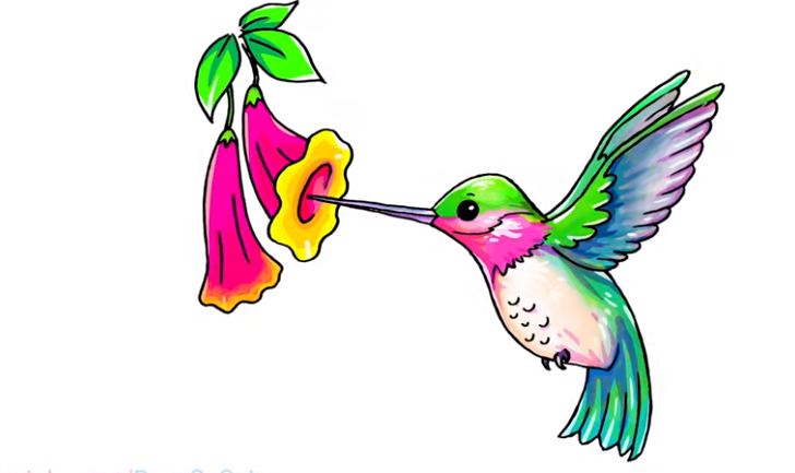 How to draw a realistic hummingbird step by step - Easy drawing ...