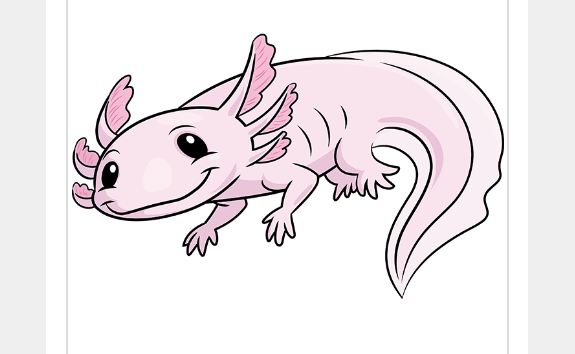 How to draw a salamander step by step - Entertainment for All