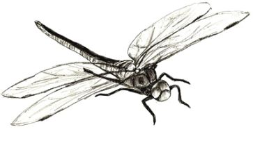 How to draw realistic dragonfly step by step - Easy drawing dragonfly ...