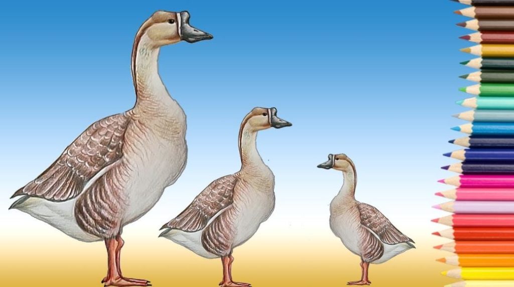 How to draw realistic goose step by step - Entertainment for All