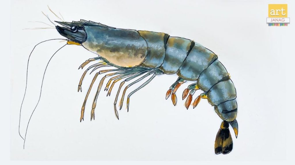 How to draw realistic shrimp step by step - Entertainment for All