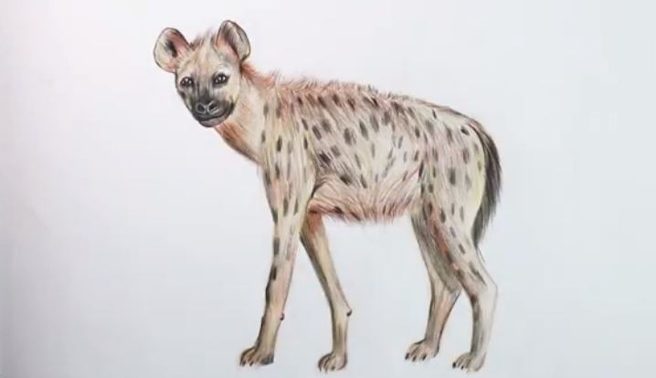 How to Draw a Spotted hyena step by step - Animals easy to draw ...