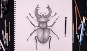How to draw a beetle step by step - Realistic Stag Beetle Tutorial ...