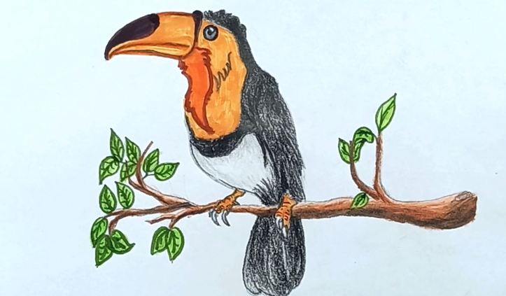 Easy Toucan Drawing step by step - HTFunny.com