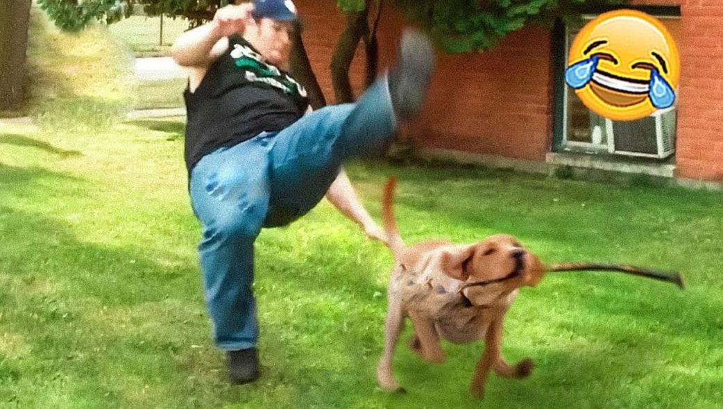 Smart dogs - Video compilation of the funniest dogs and cats - HTFunny.com