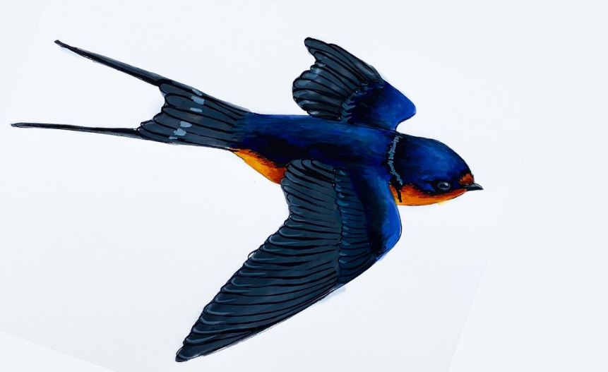 How to draw a swallow in flight step by step - HTFunny.com