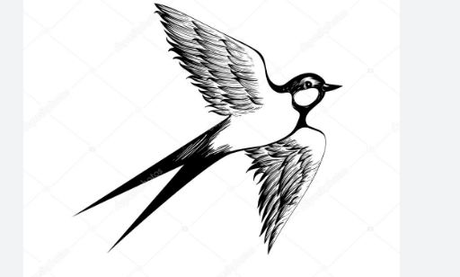 How to draw a swallow in flight step by step - Entertainment for All
