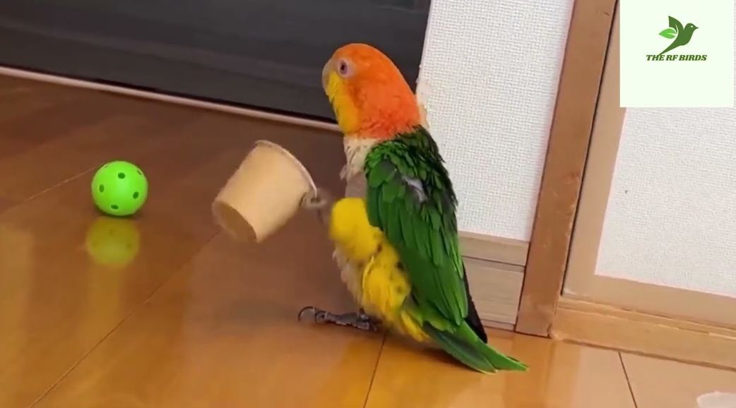 The world's funniest parrots videos - HTFunny.com