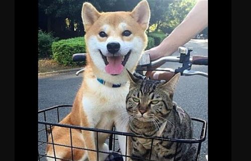 The funniest and funniest animals - HTFunny.com