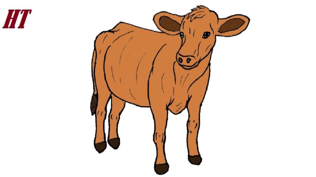How to Draw Cattle Step by Step - Entertainment for All