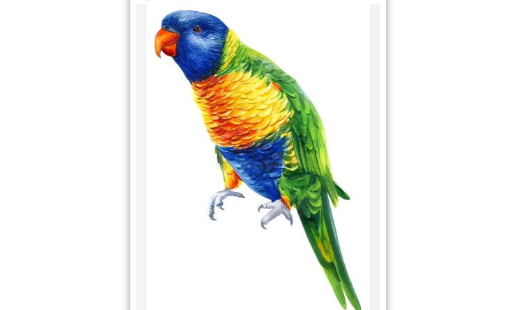 How to Draw a Rainbow Lorikeet Bird step by step - Bird Drawing ...
