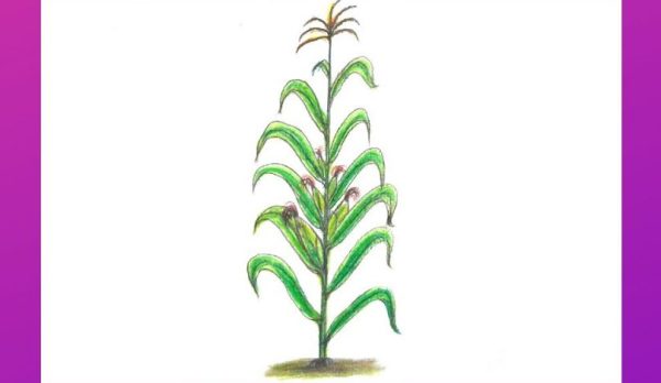 How to draw corn stalks step by step - Tree Drawing - Entertainment for All