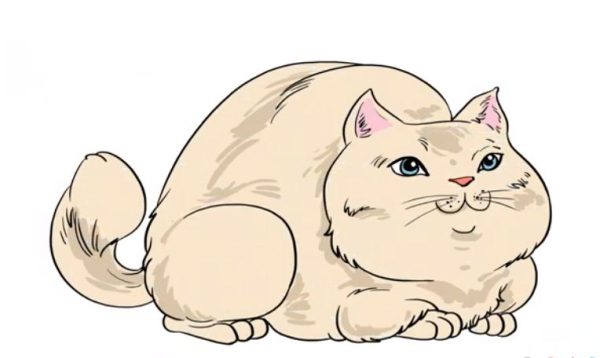 How to Draw a Fat Cat step by step - Entertainment for All