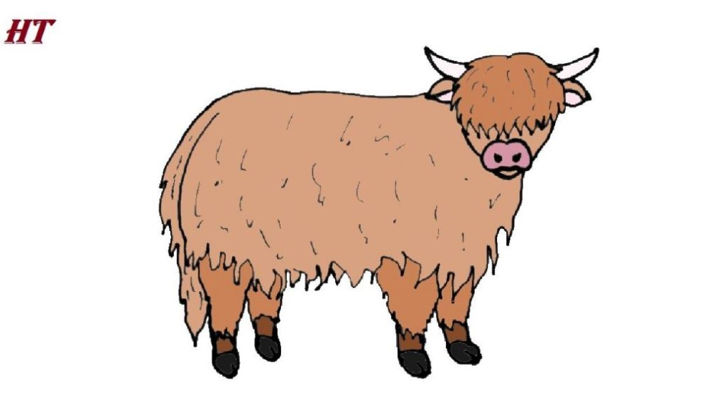 How to Draw a Highland Cow step by step - Entertainment for All
