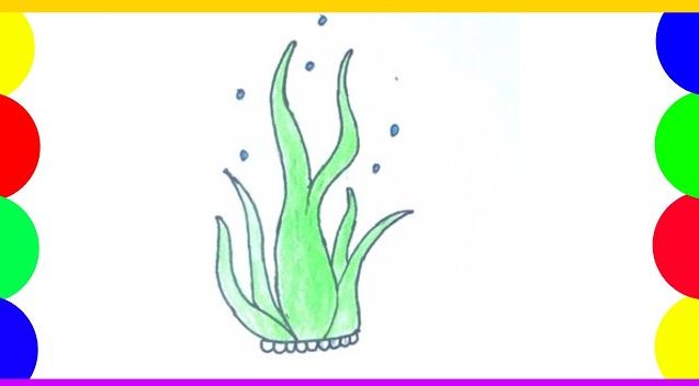 How to Draw Seaweed step by sep - Entertainment for All